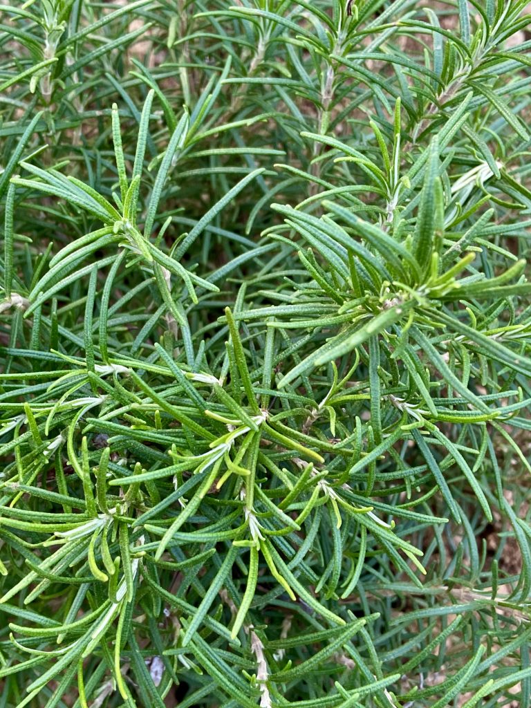 ROMARIN - Rosmarinus Officinalis Verbenone - Pymba - PPAM - Expertises